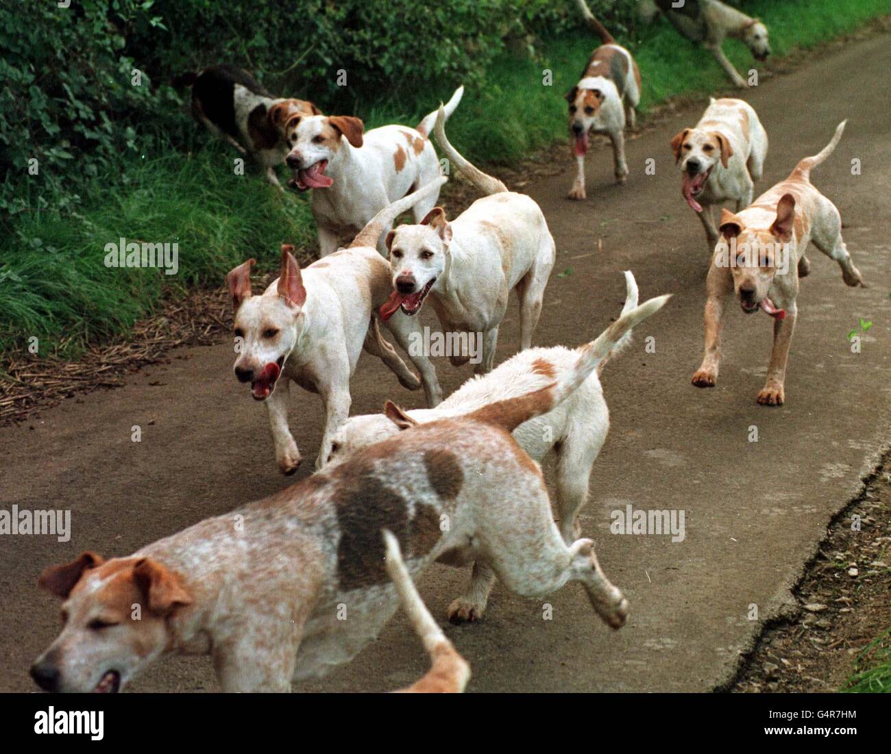 Duke beauforts hunt fox hunting hi-res stock photography and images - Alamy