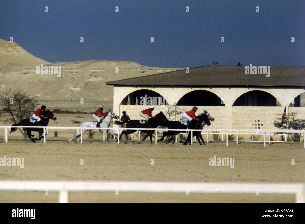 Arab horse bahrain hi-res stock photography and images - Alamy