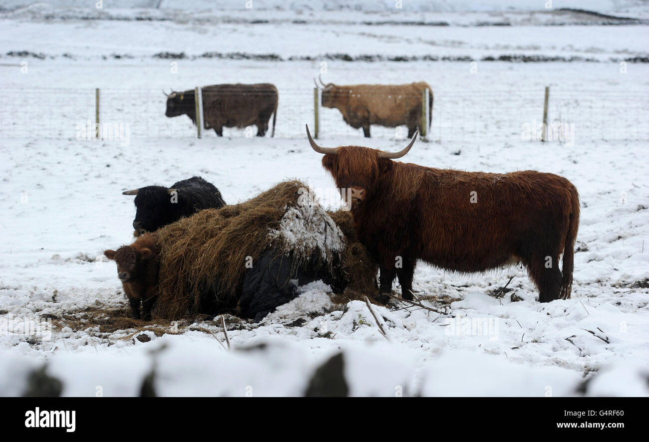 Highland cattle are seen amongst the snow close to the A66 near Brough ...