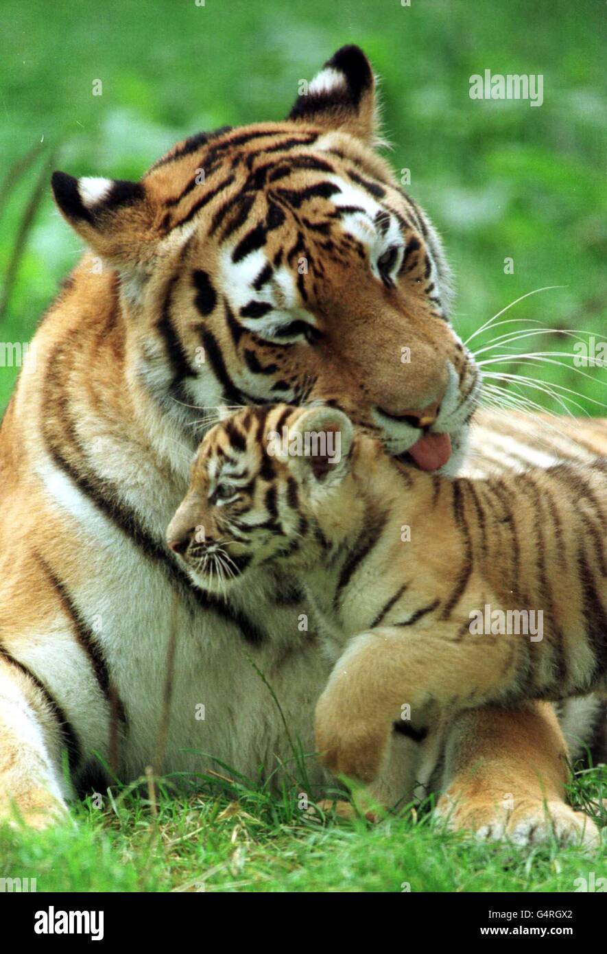 Tiger licking cub hi-res stock photography and images - Alamy