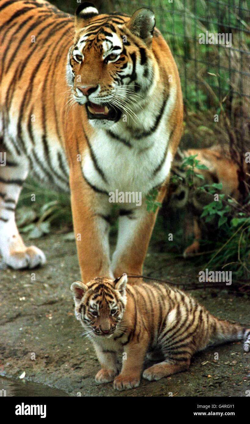 Two tiger cub cute hi-res stock photography and images - Alamy
