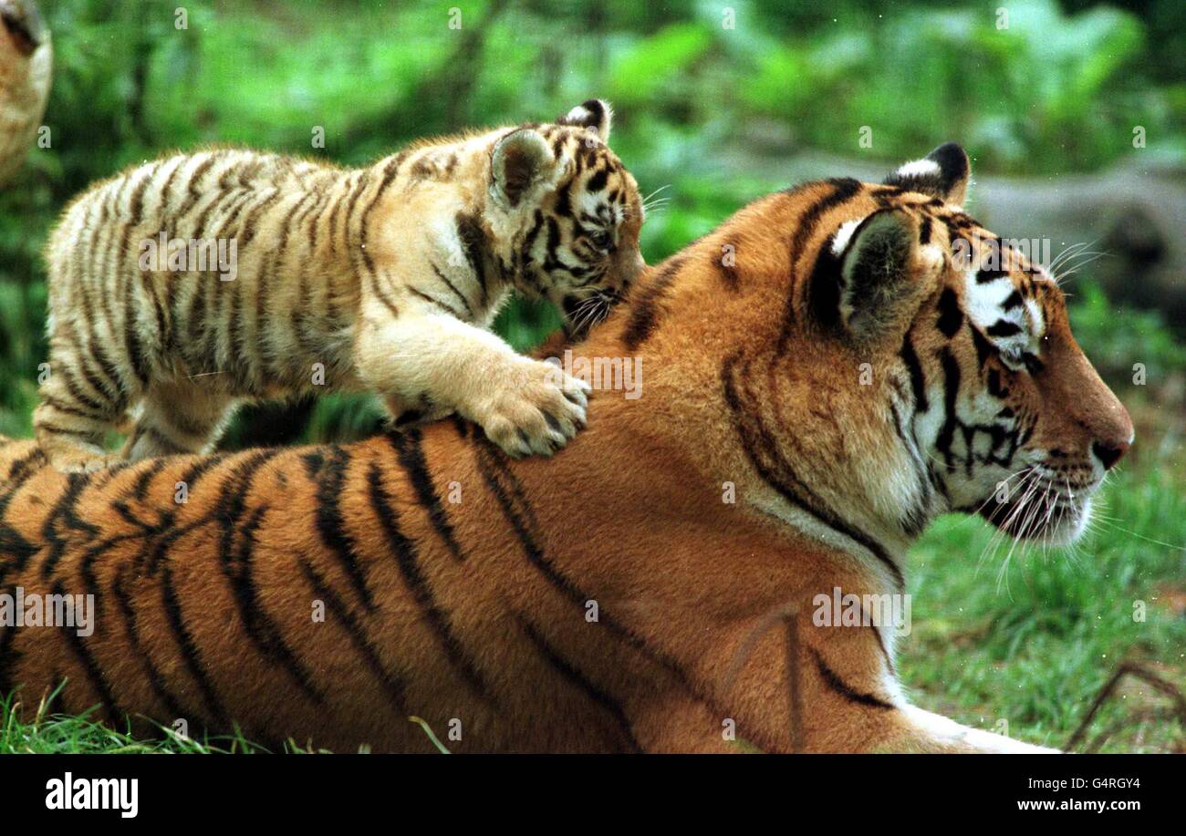 2 Tiger Cubs In The Wild