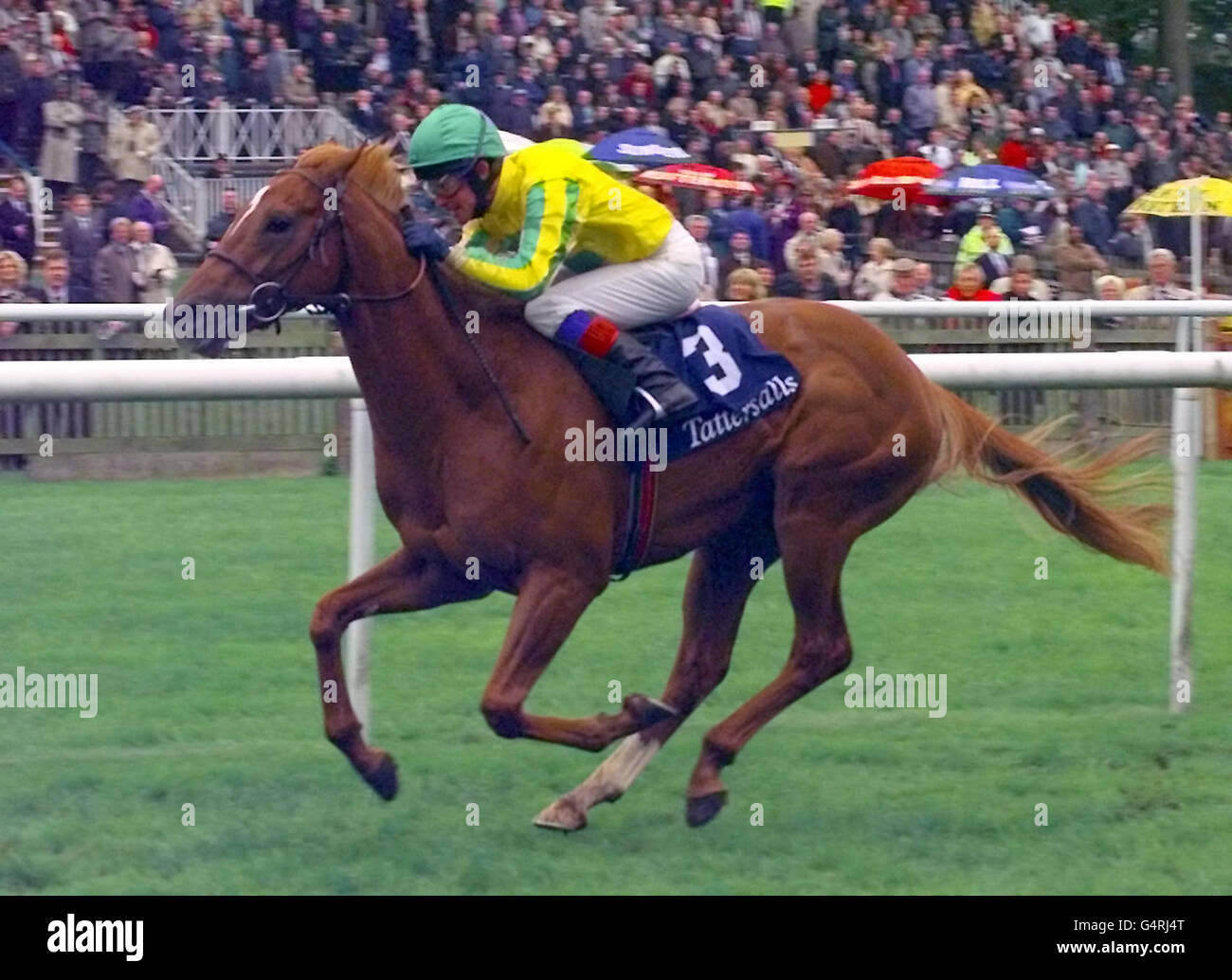 Newmarket scarteen fox hi-res stock photography and images - Alamy