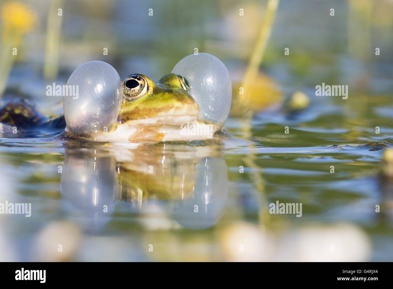 Frog sac hi-res stock photography and images - Alamy