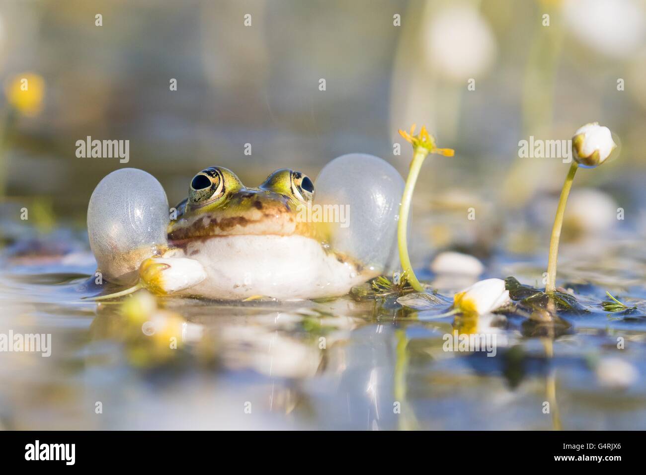 Edible frog (Pelophylax esculentus) in water, vocal sac, white water ...