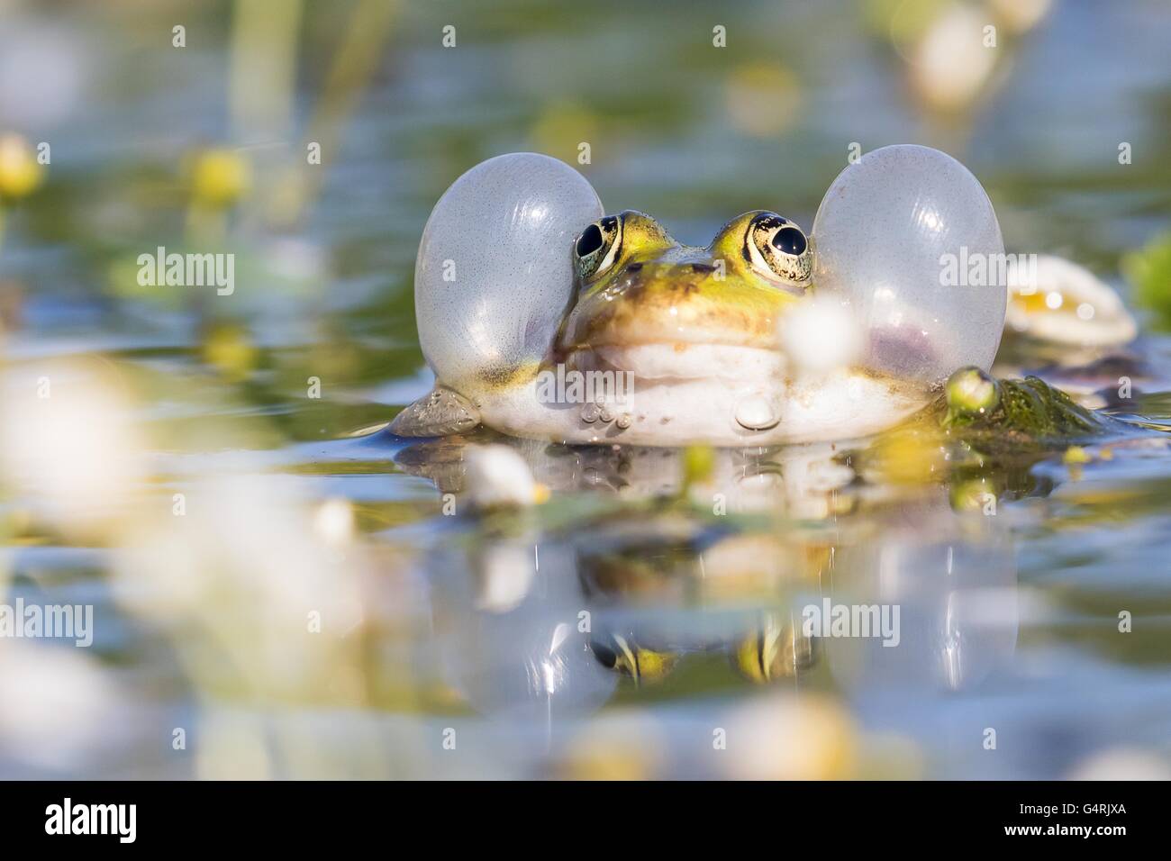 Frog vocal sac hi-res stock photography and images - Alamy