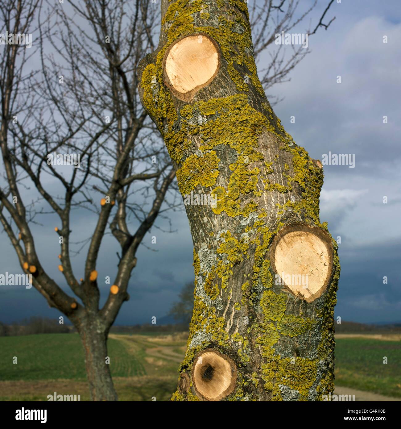 Tree trunk, trimmed Stock Photo - Alamy