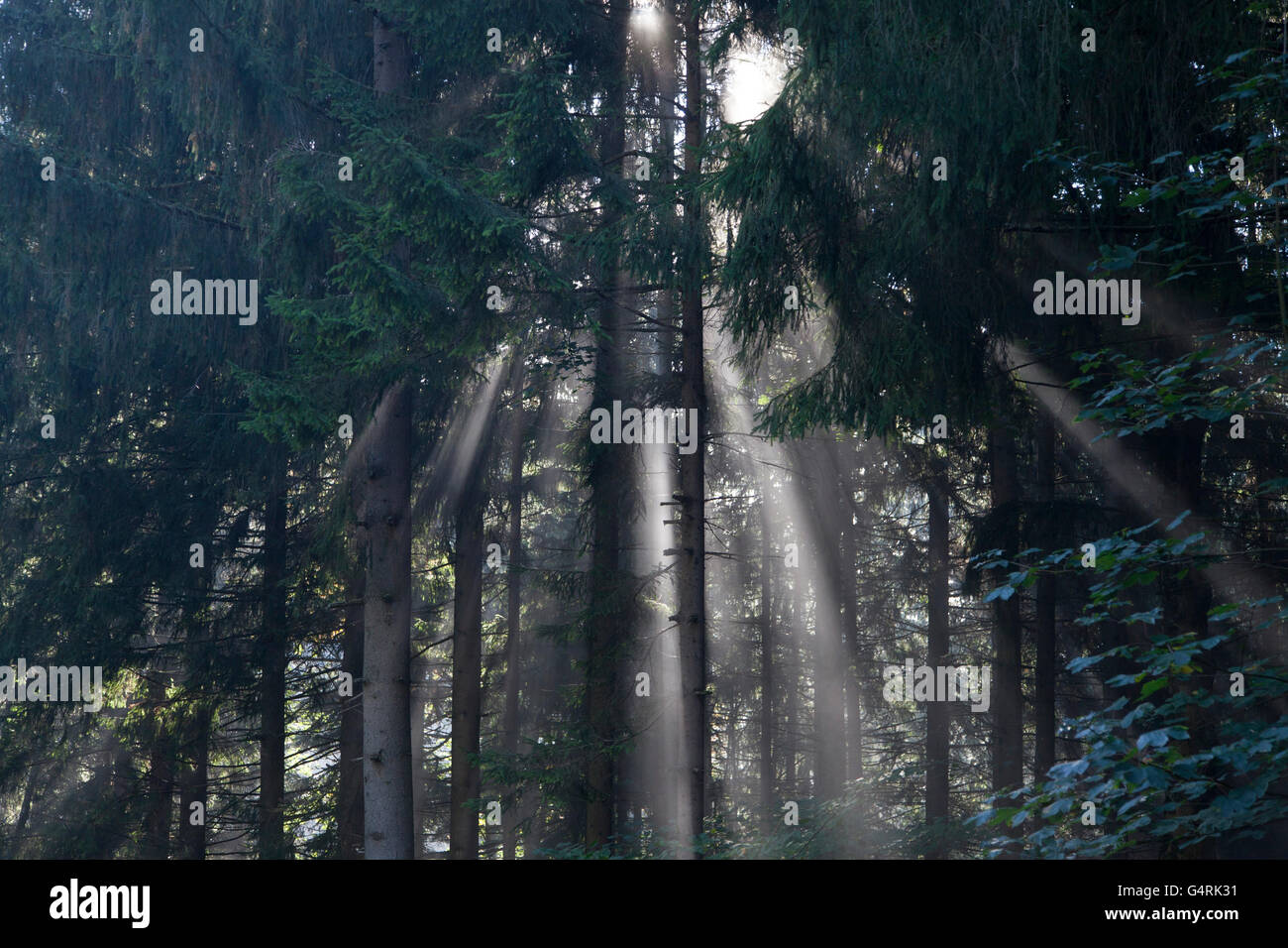 Sun rays in the forest hi-res stock photography and images - Alamy