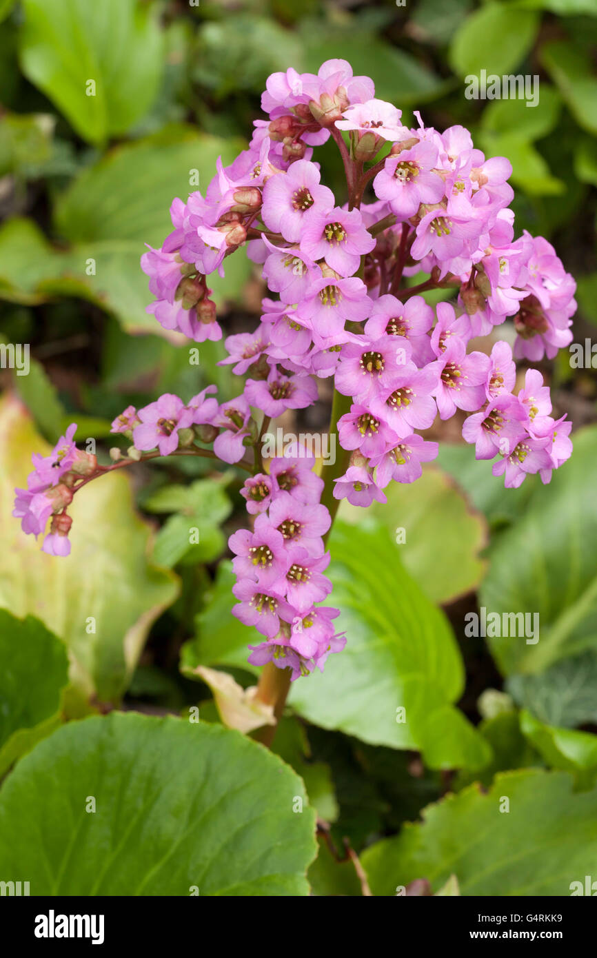 Mongolian flower hi-res stock photography and images - Alamy