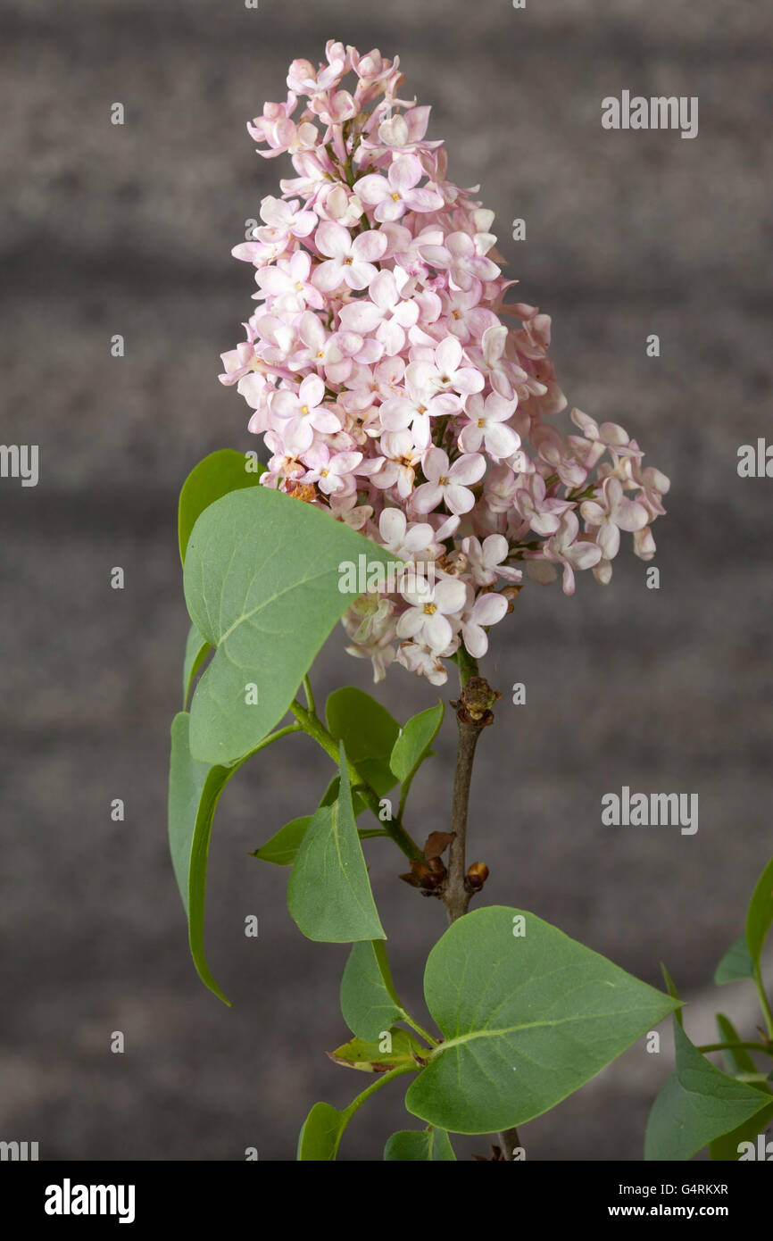 Common Lilac (Syringa vulgaris), Lucie Baltet, Botanical Garden ...