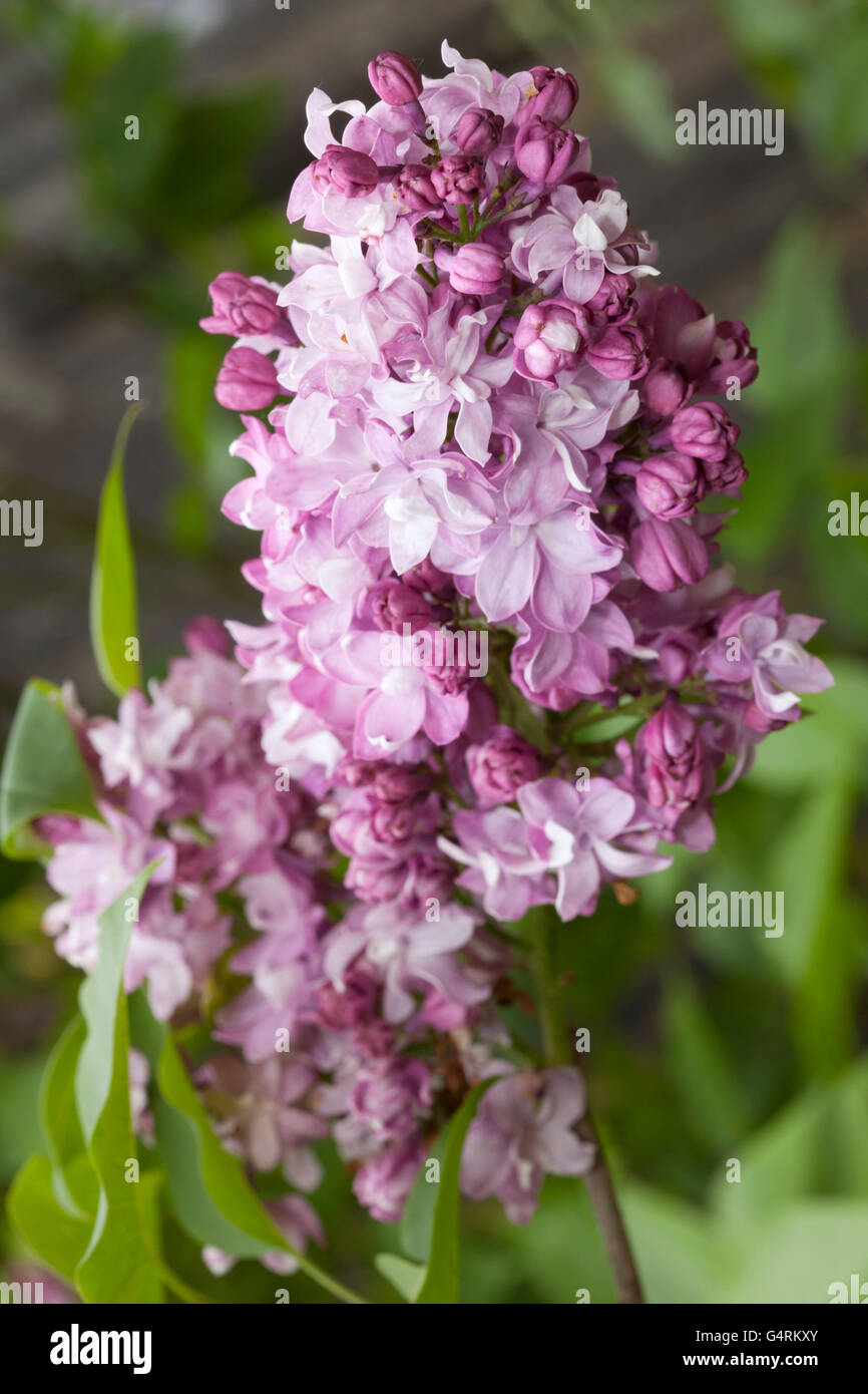 Syringa paul thirion hi-res stock photography and images - Alamy