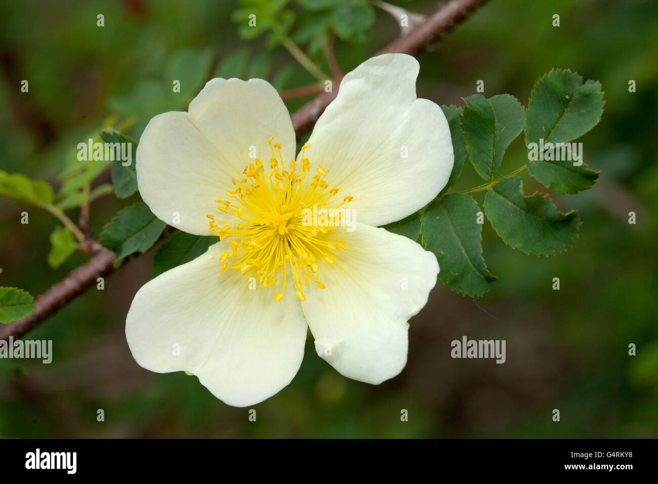 Flower of a Wingthorn Rose (Rosa omeiensis f. petracantha), native to ...