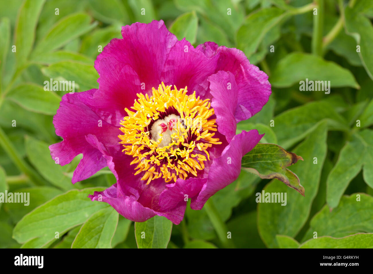 Flowering Common Peony (Paeonia officinalis, subsp. officinalis ...
