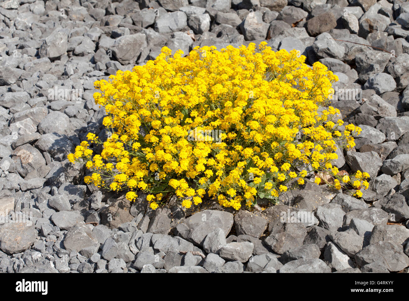 Golden alyssum hi-res stock photography and images - Alamy