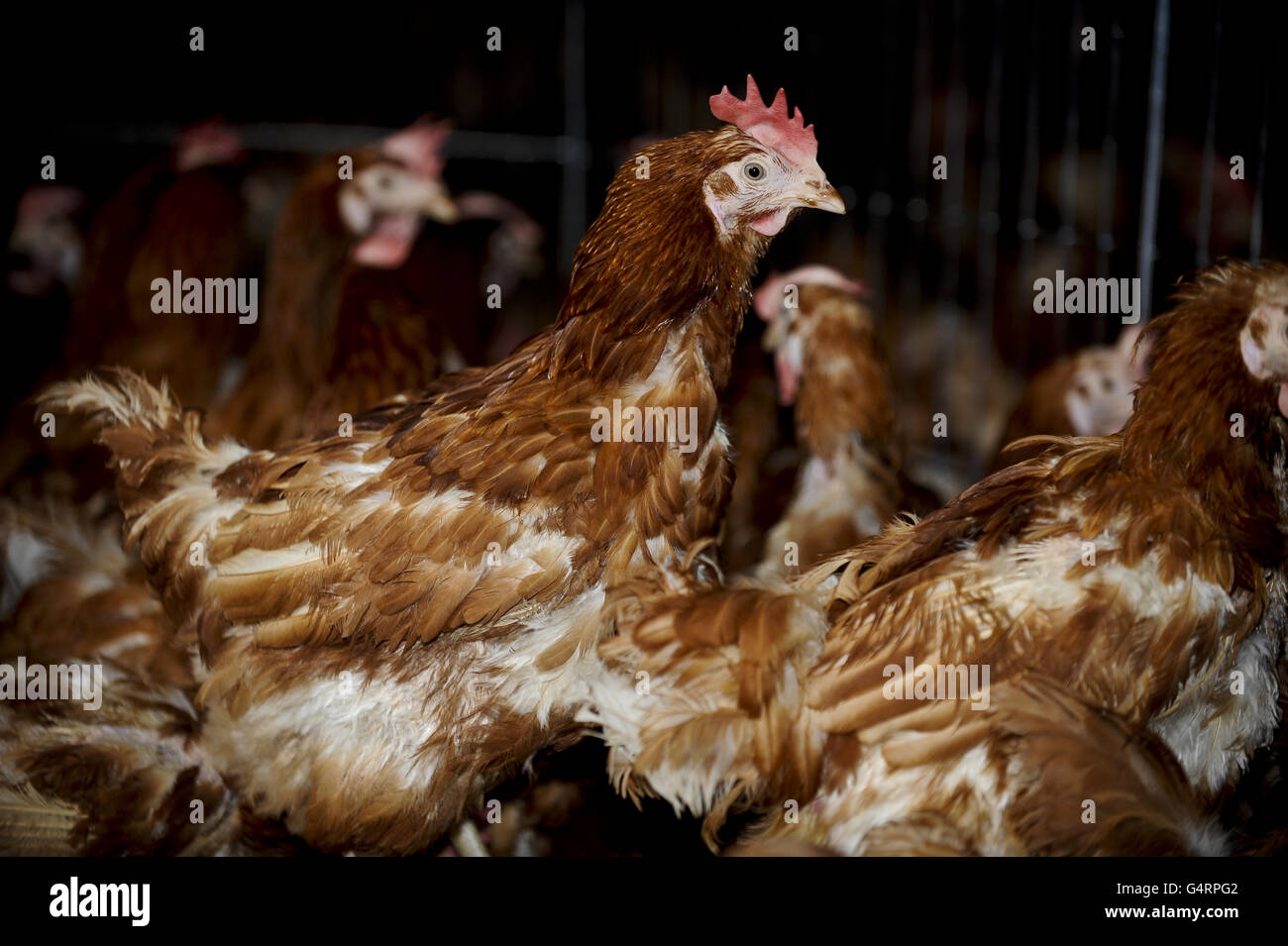 Rescued battery hens hi-res stock photography and images - Alamy