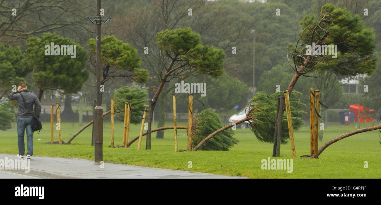 A man walks past young trees blown over by the wind in Southsea ...