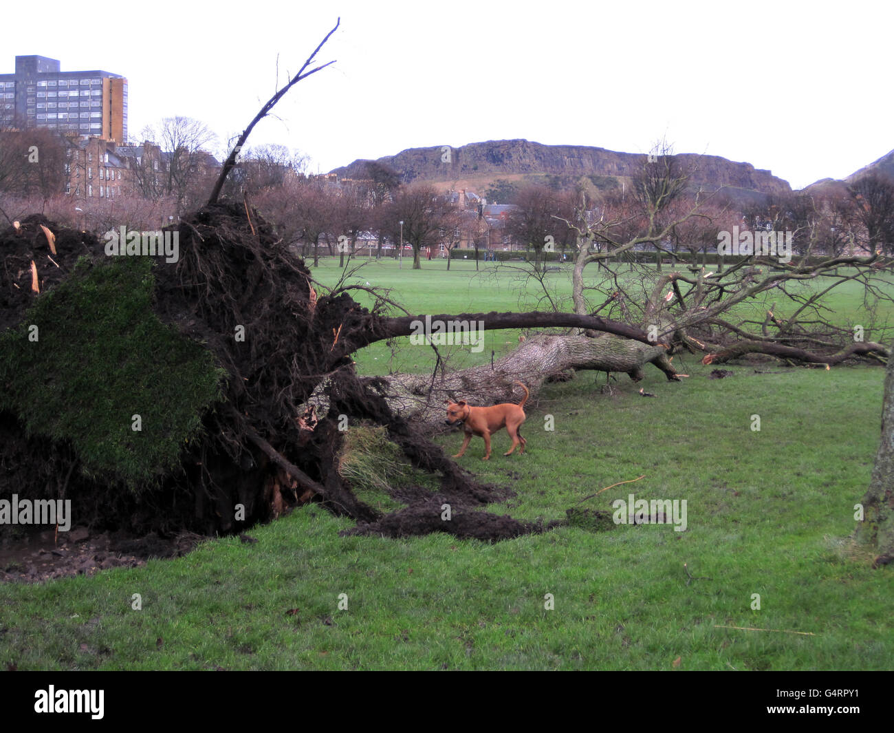 Storm damage at The Meadows, Edinburgh, as parts of Scotland were ...