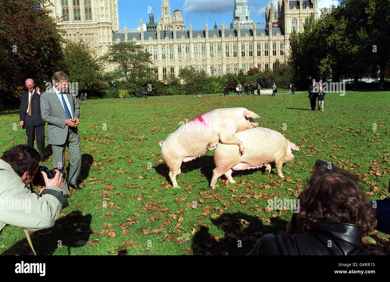 Pigs mating hi-res stock photography and images - Alamy