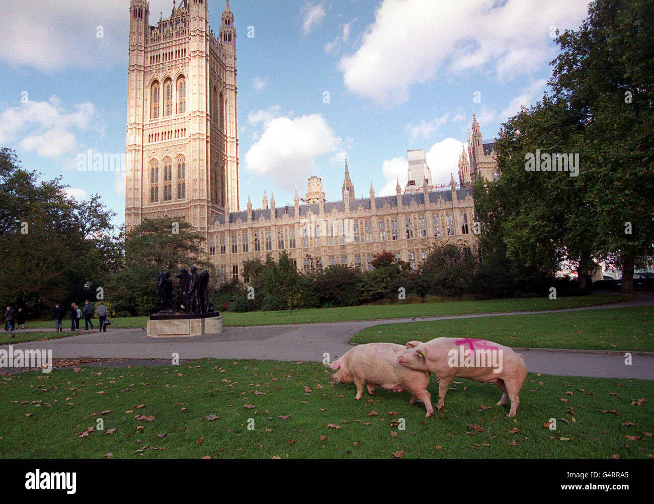 Pigs join farmers from the East Anglia region to demonstrate outside ...