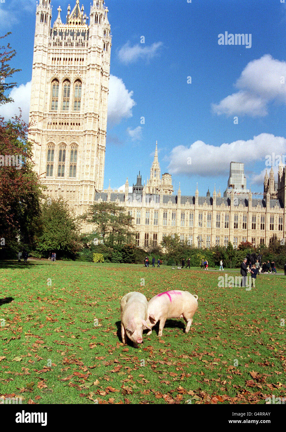 Pigs join farmers from the East Anglia region to demonstrate outside ...