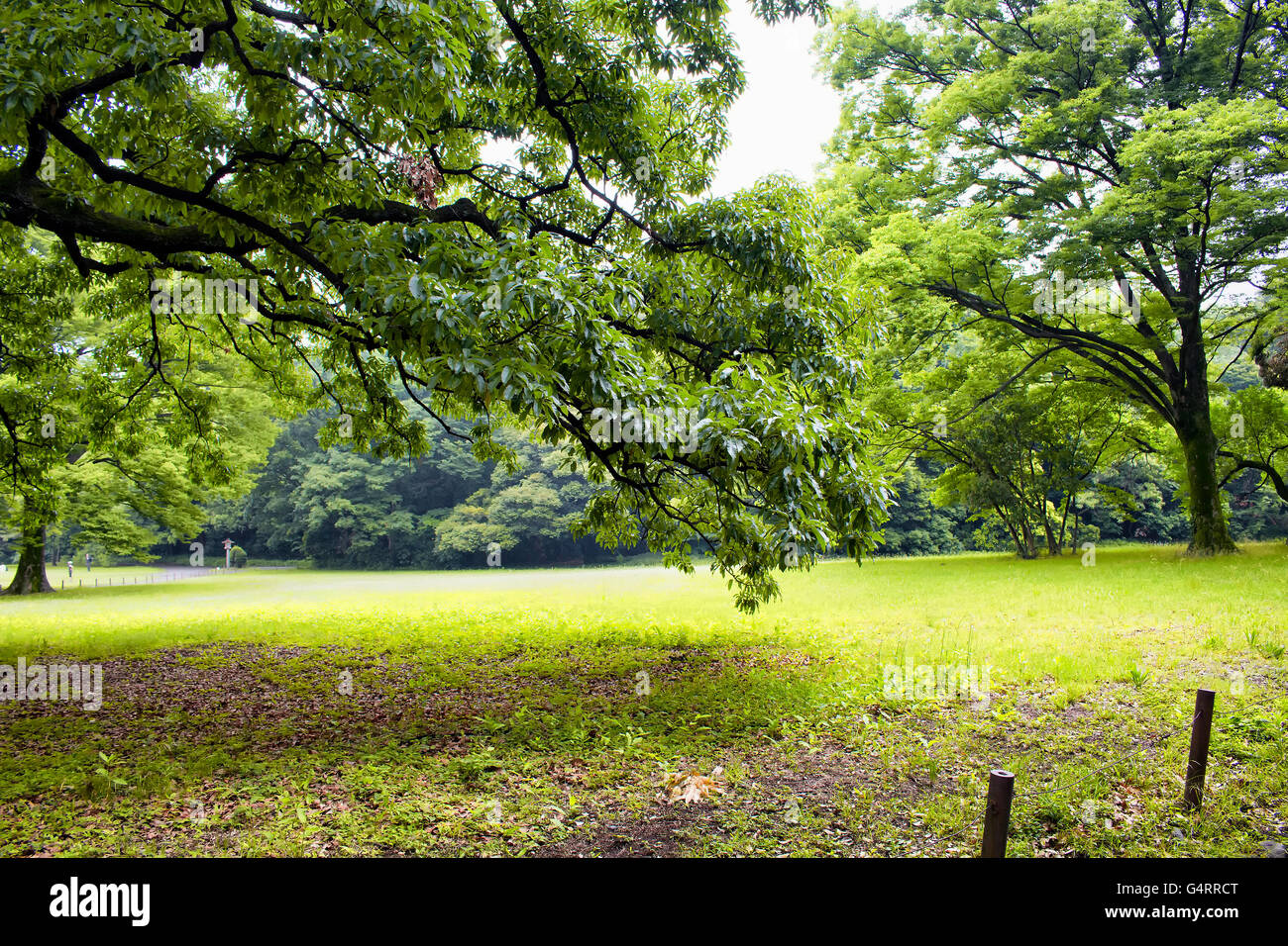 Old tree in Yoyogi Park in Tokyo Stock Photo - Alamy