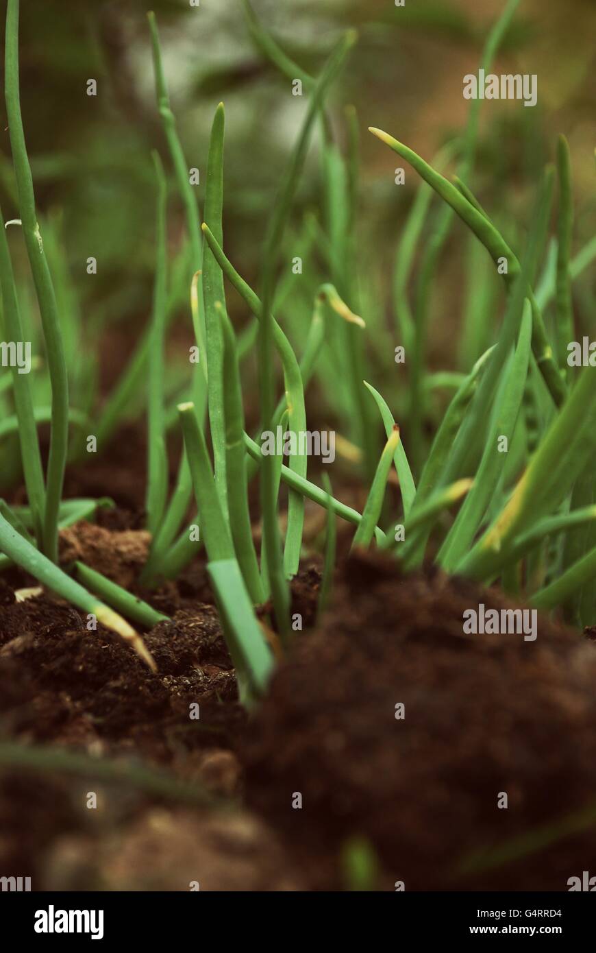 Onion sprouts, simple things are the most extraordinary Stock Photo - Alamy