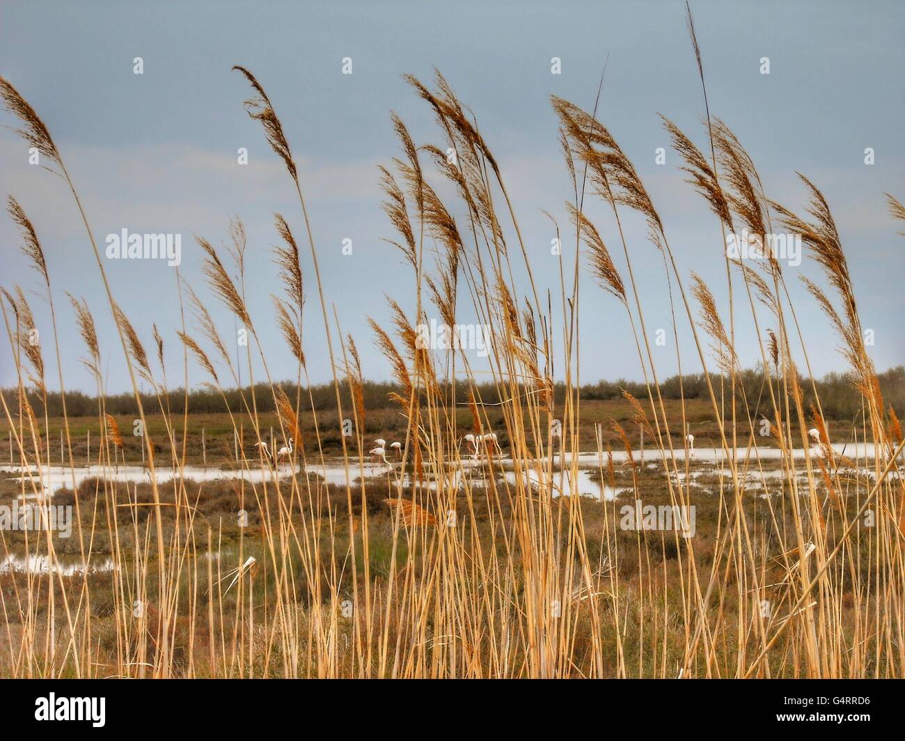 Golden grass blowing in the wind hi-res stock photography and images ...