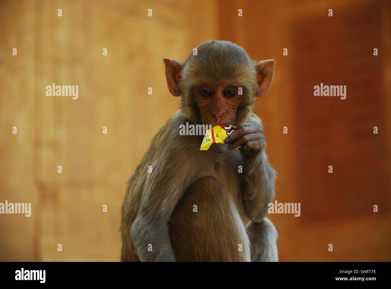 Monkeys bar hi-res stock photography and images - Alamy
