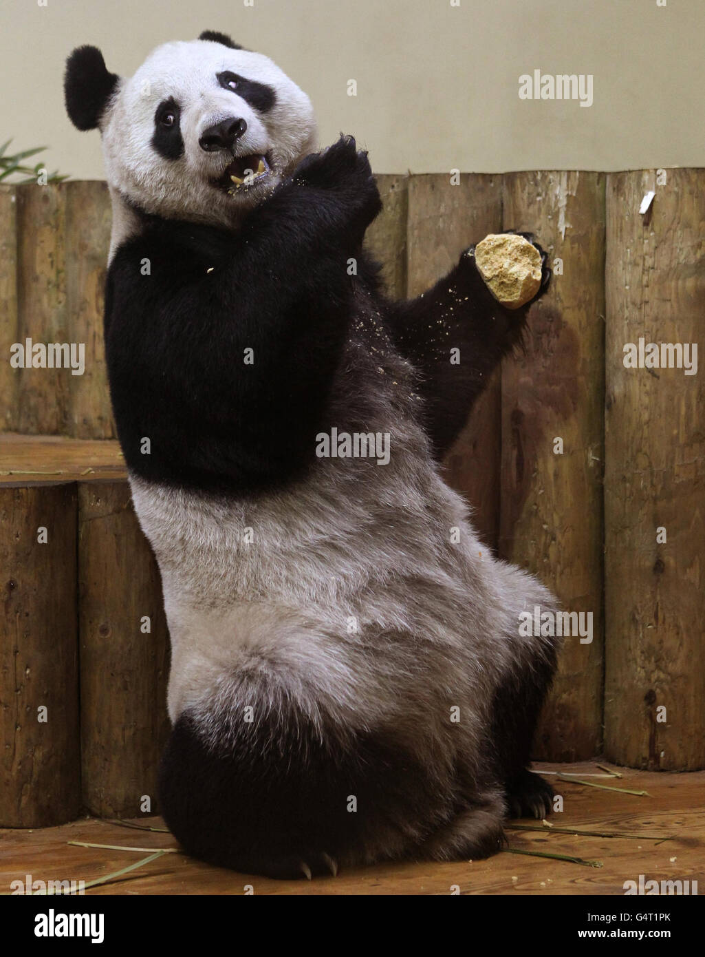 Tian Tian eats her panda cake in her enclosure at Edinburgh Zoo . The ...