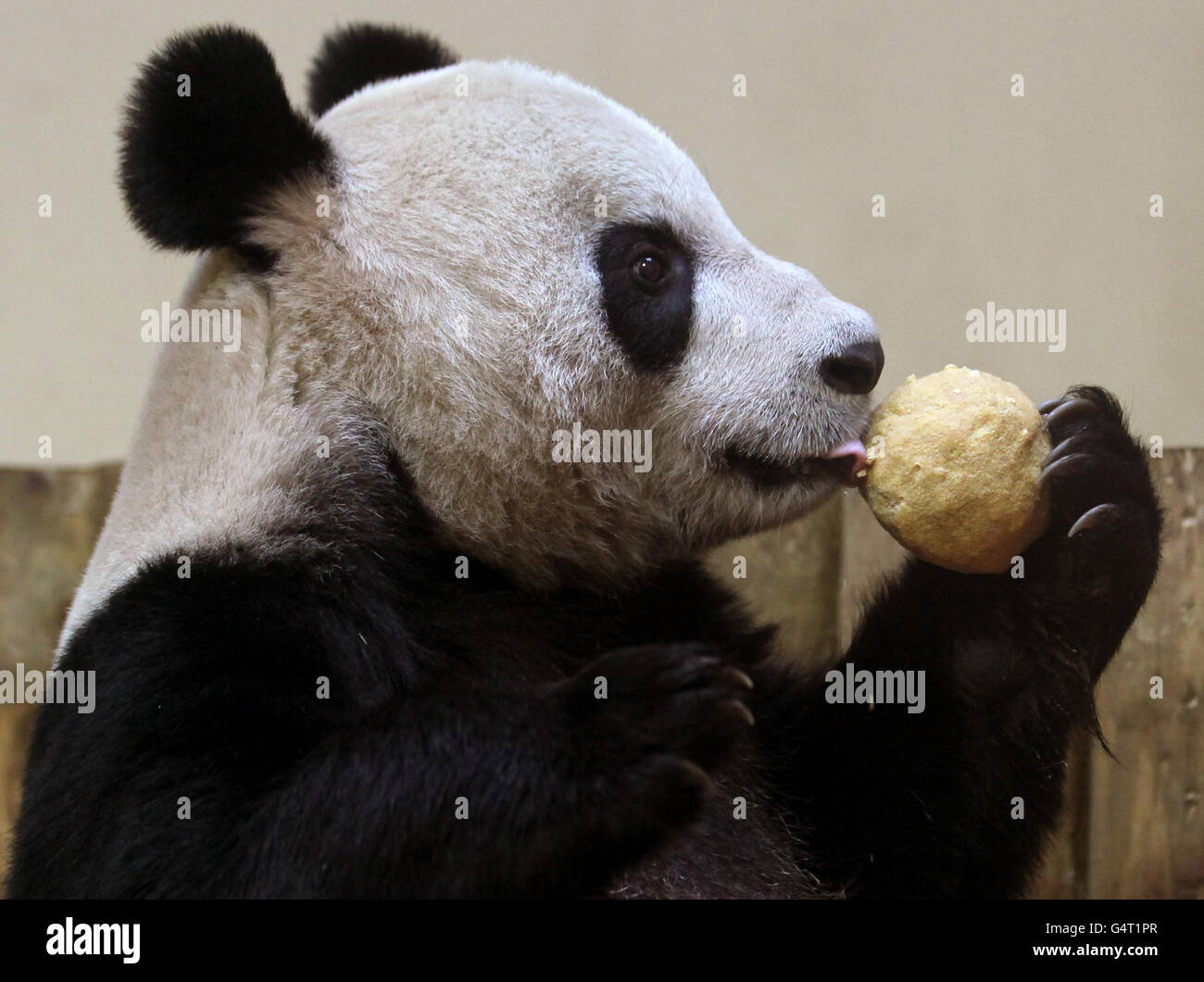 Tian Tian eats her panda cake in her enclosure at Edinburgh Zoo. The UK ...
