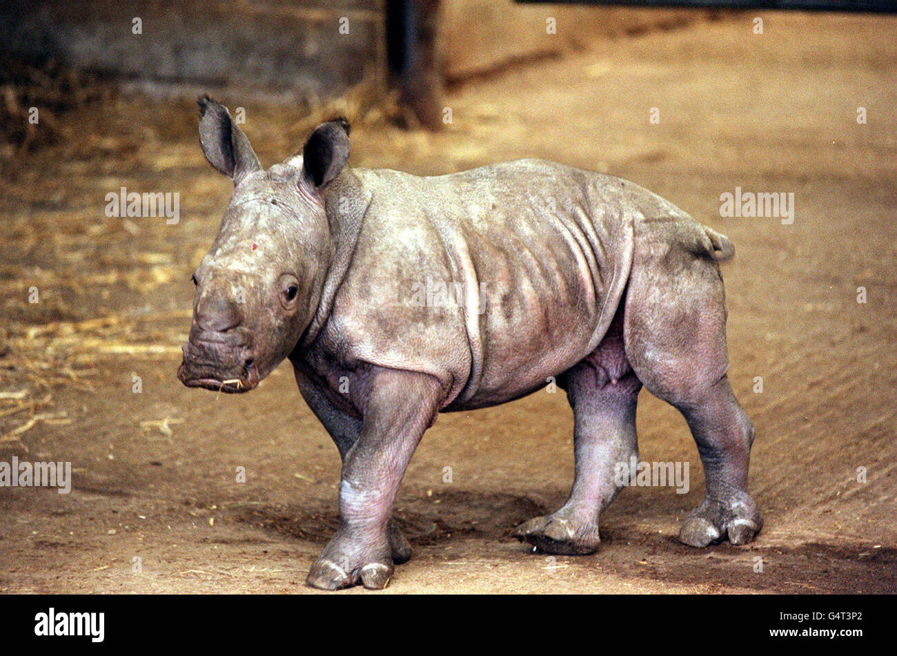A young white rhino, makes her first public appearance at Whipsnade ...