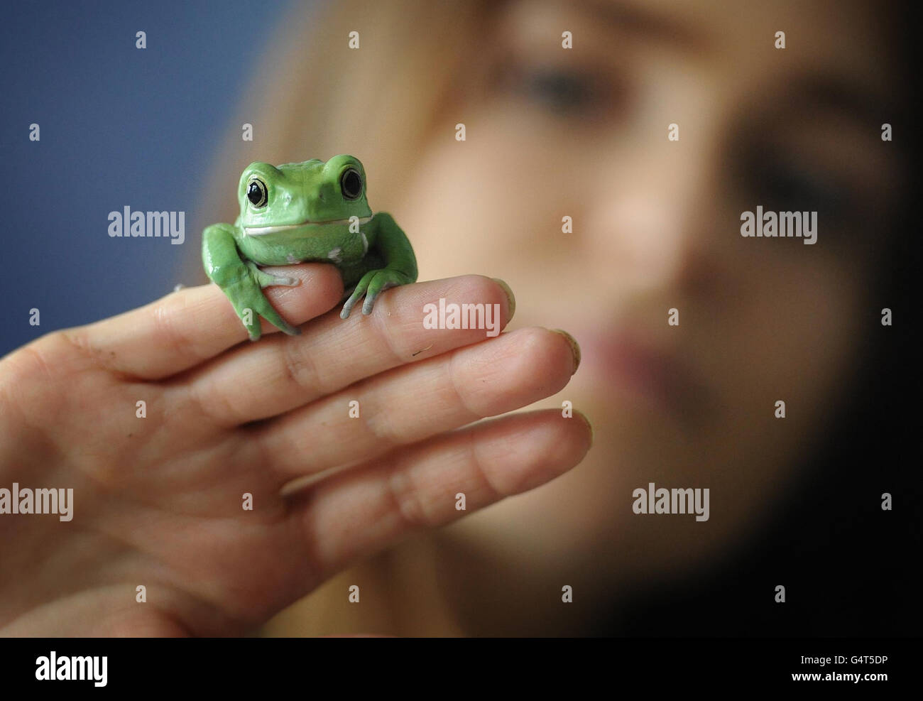 Zoo Keeper Sarah Dempsey counts Waxy Tree Frogs as keepers at London ...