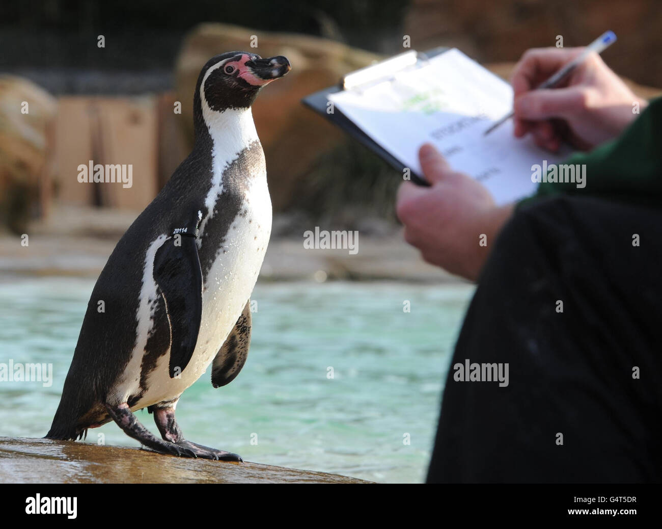 Zoo Keeper Tim Savage, conducts London Zoo's annual stocktake in the ...