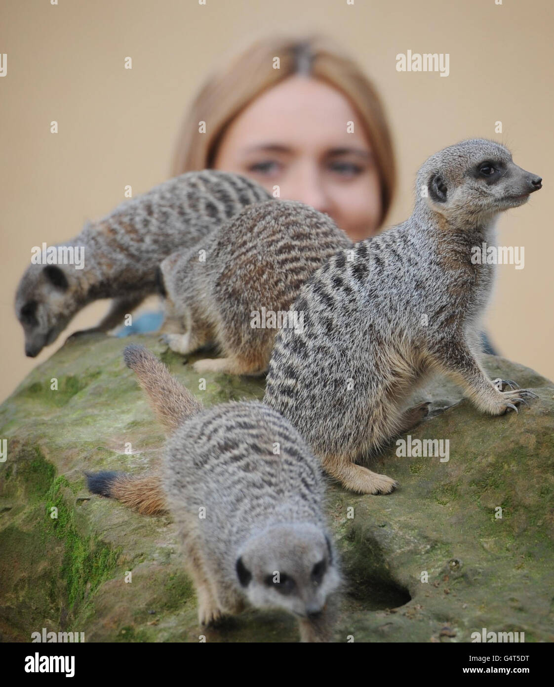 Zoo Keeper Caroline Westlake counts Meerkats as keepers at London Zoo ...