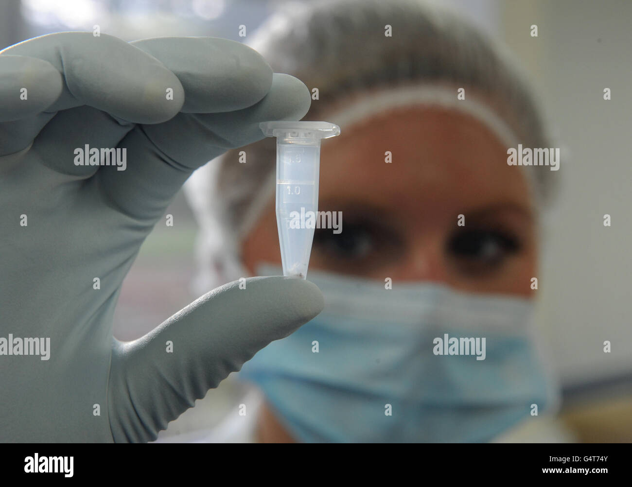 A forensic scientist examines a sample containing blood from an item of ...