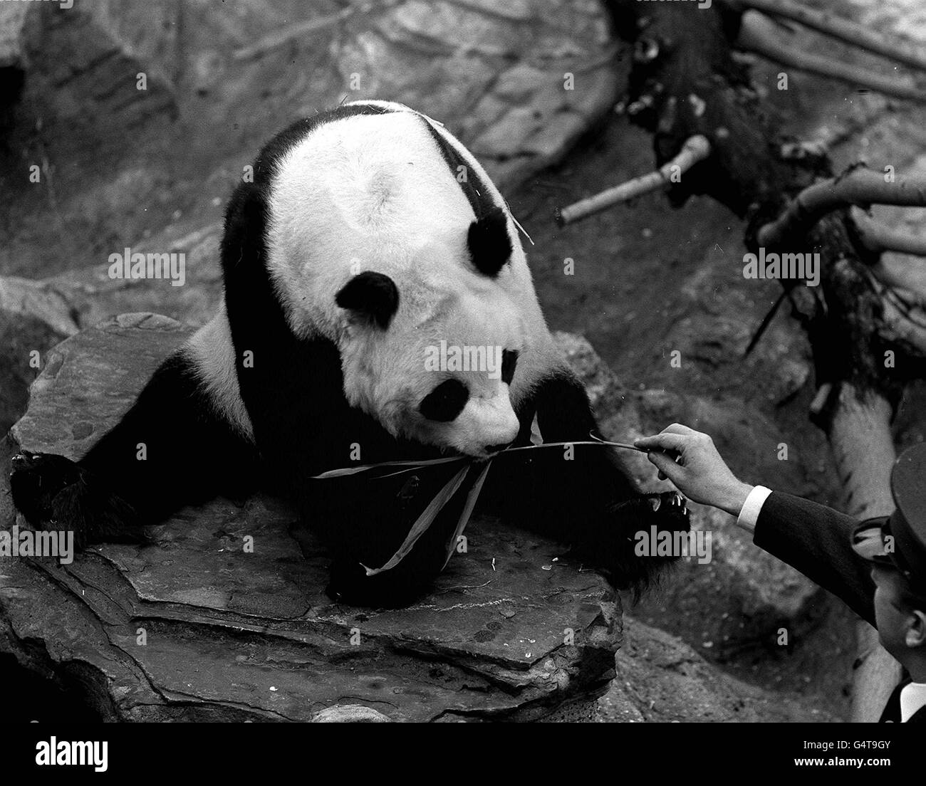 Chi Chi The Panda High Resolution Stock Photography and Images - Alamy