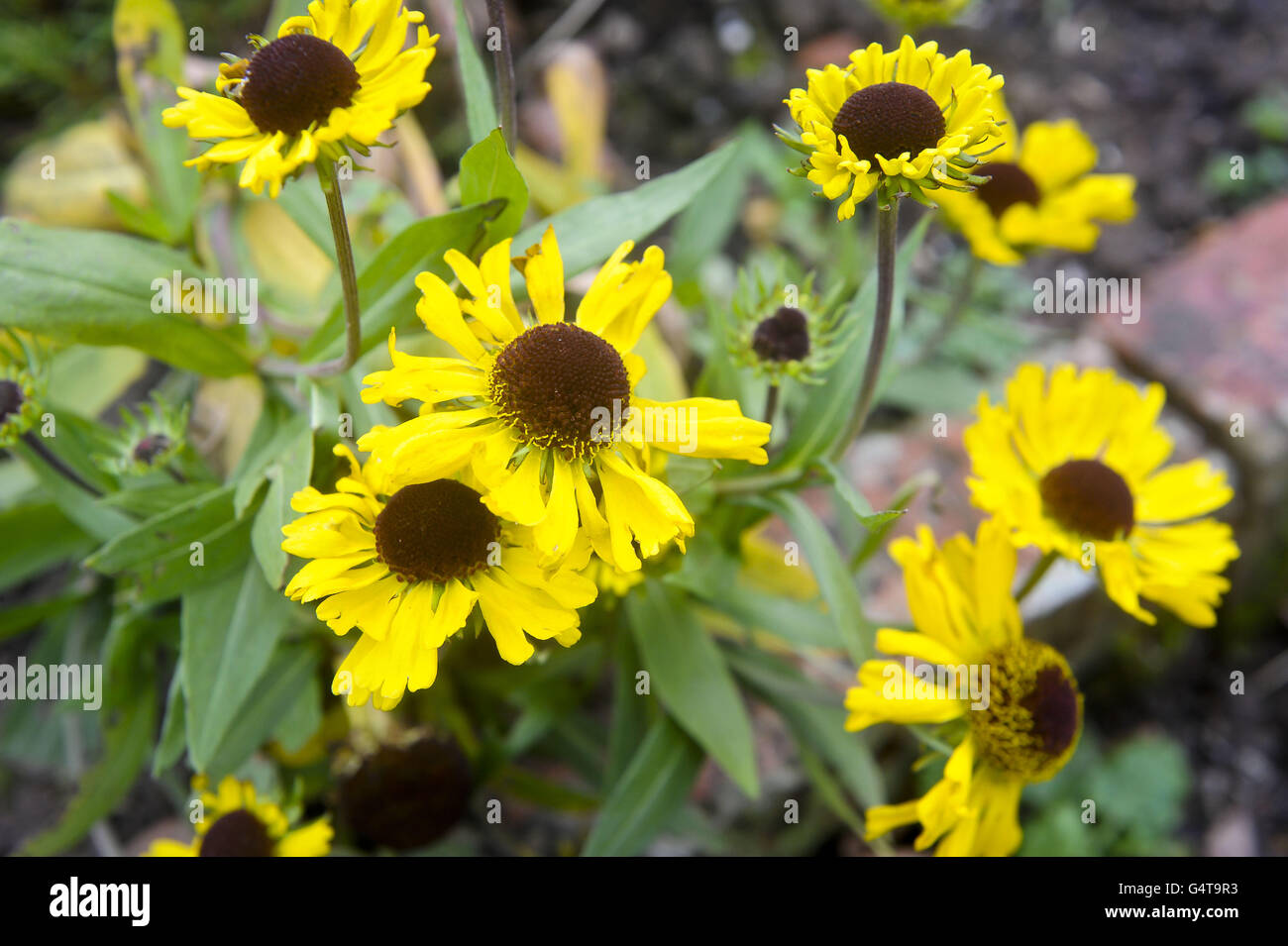 Usual flowers hi-res stock photography and images - Alamy
