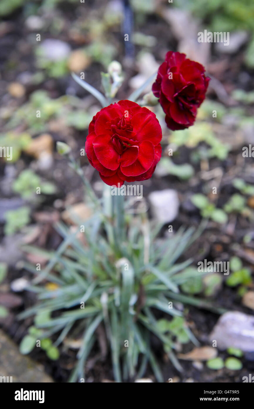 Out of season flowers Stock Photo - Alamy