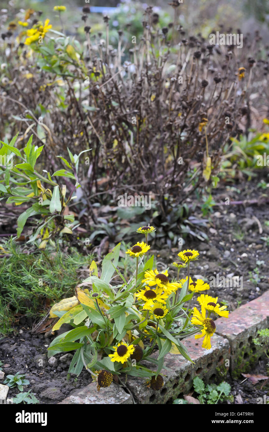 Extremely bright flower hi-res stock photography and images - Alamy