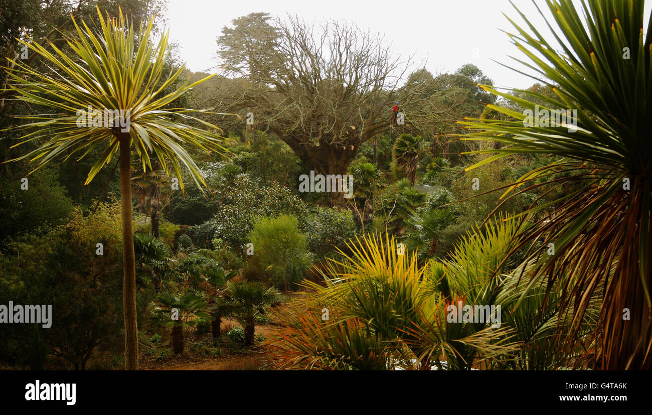 Caucasian Wingnut tree Stock Photo - Alamy