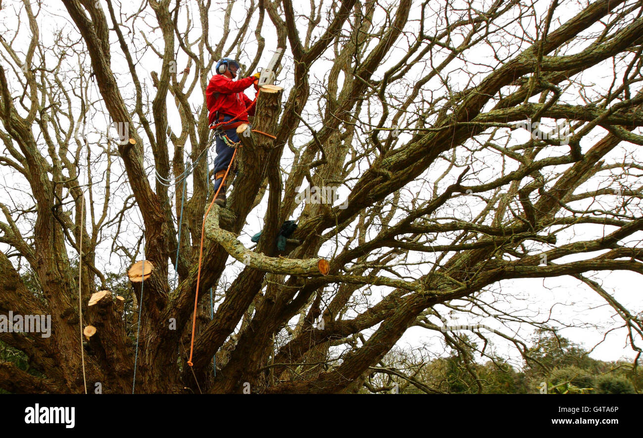 Caucasian Wingnut tree Stock Photo - Alamy