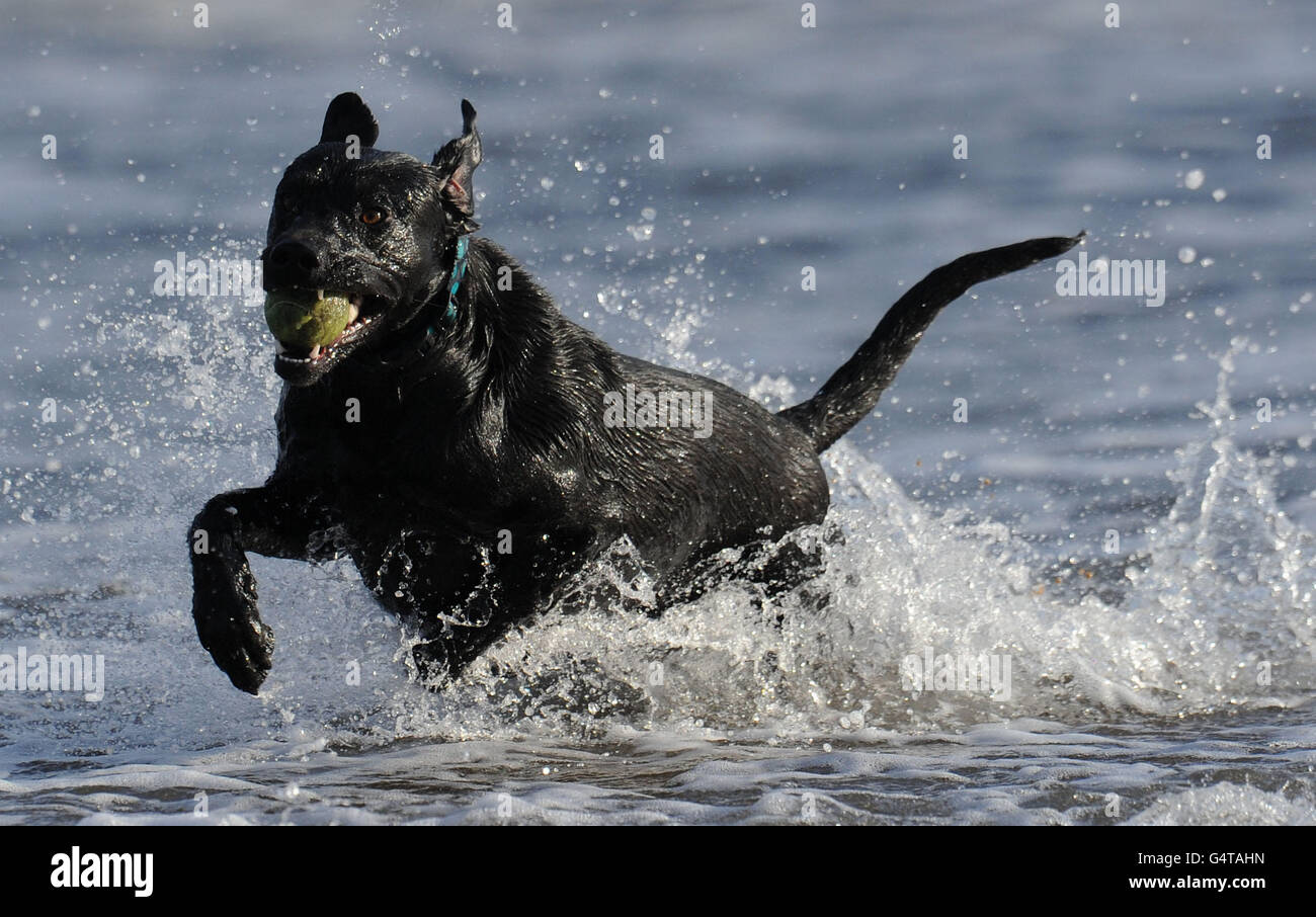 A dog plays in the North Sea at Longsands Beach, Tynemouth, Tyne and ...