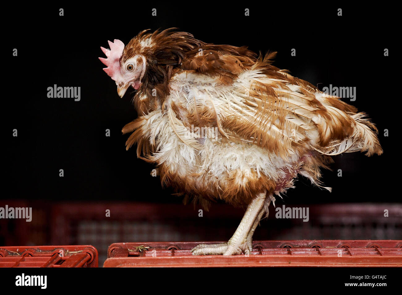 Britain's last battery hen Stock Photo - Alamy