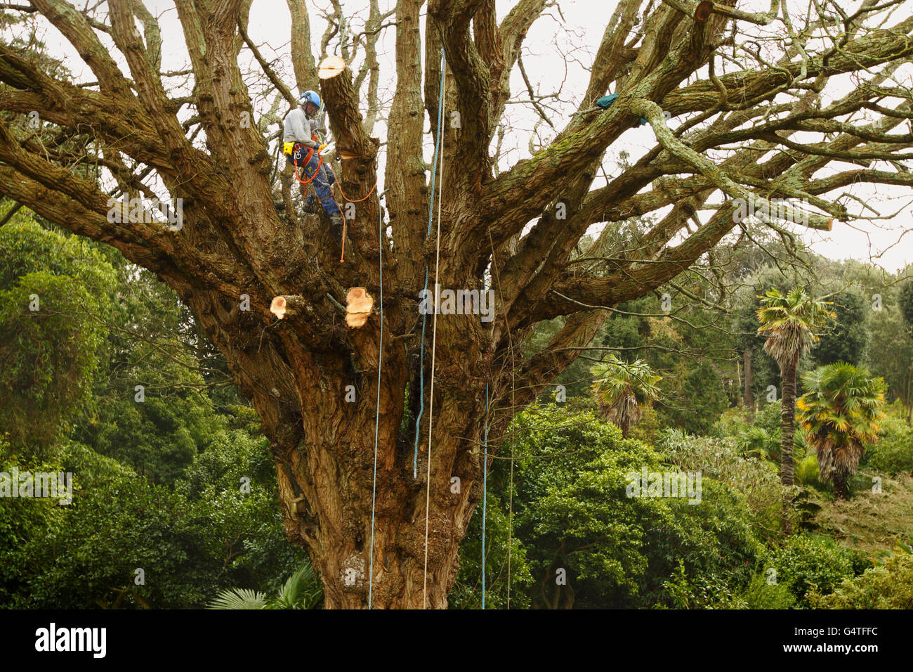 Caucasian Wingnut tree Stock Photo - Alamy