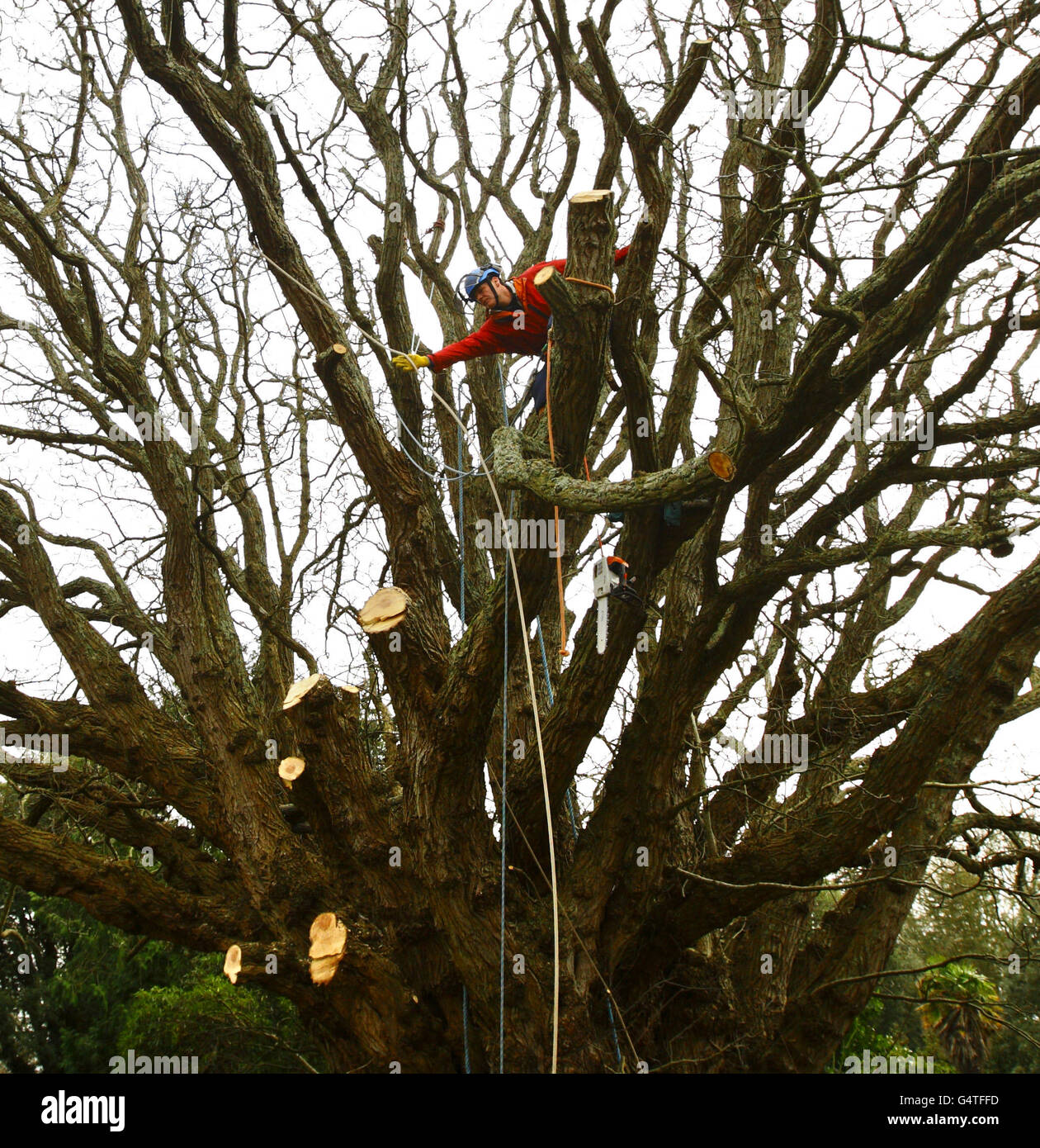 Caucasian Wingnut tree Stock Photo - Alamy
