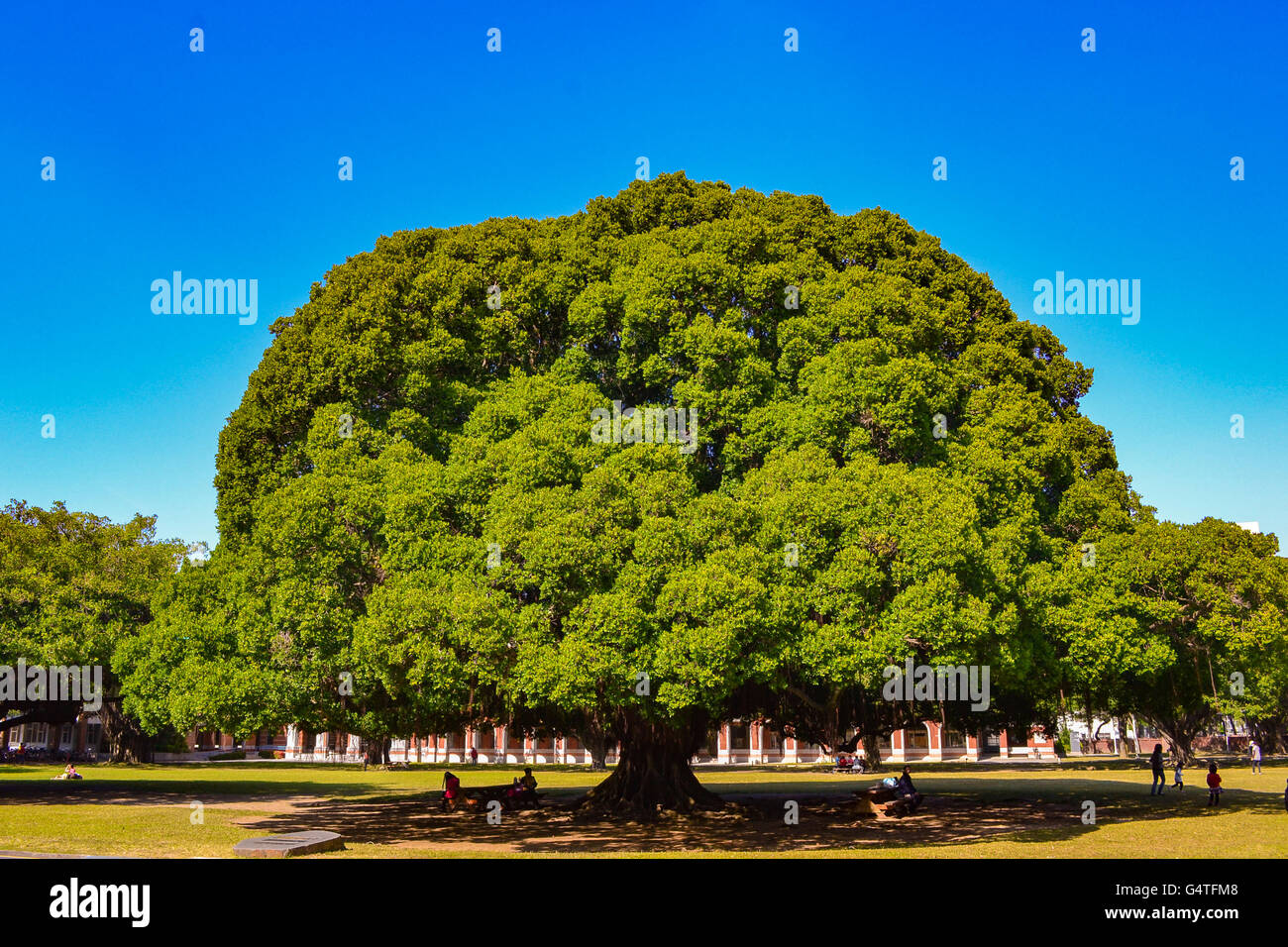 A huge Banyan tree in perfect shape Stock Photo - Alamy