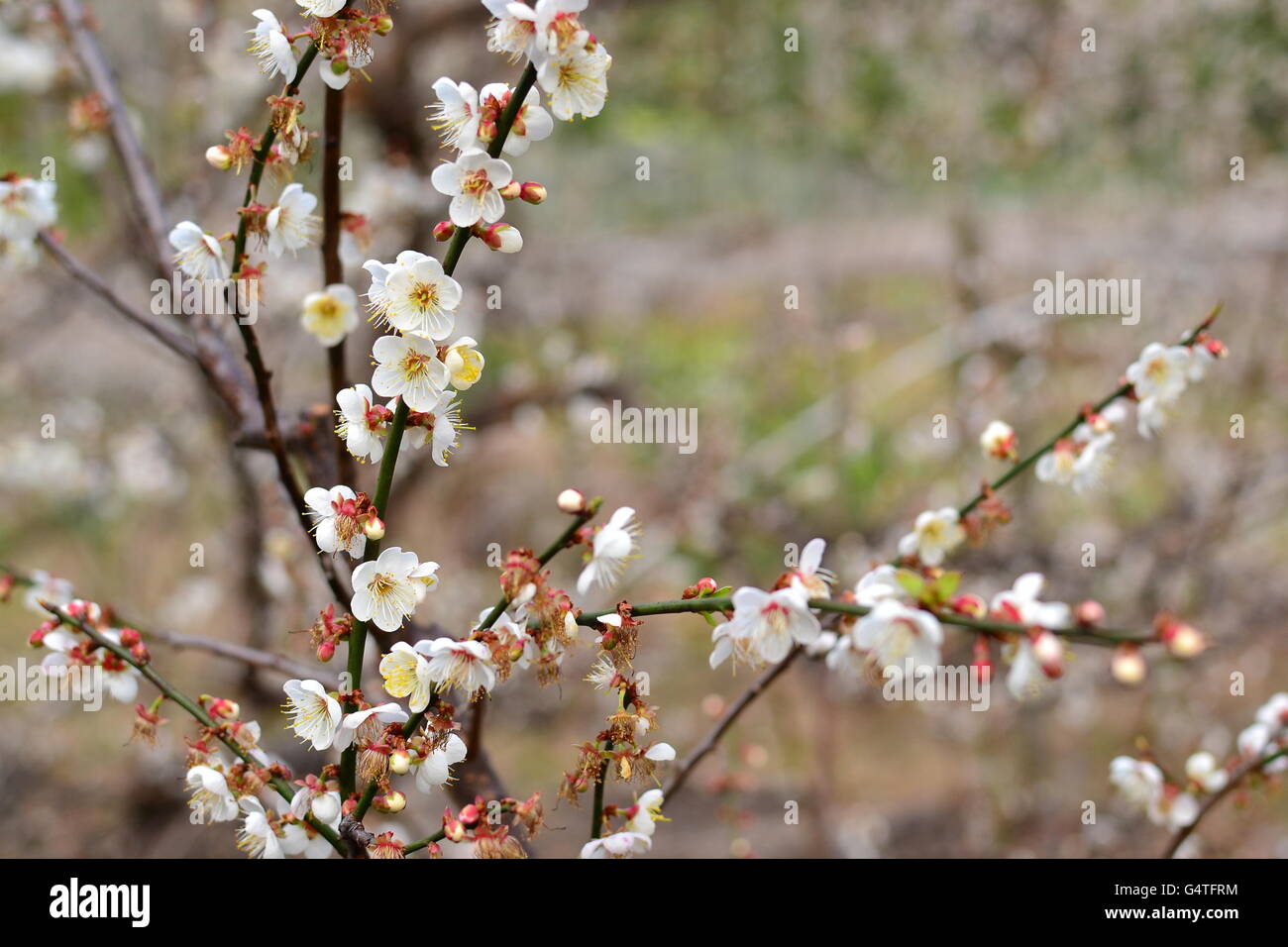 White plum flowers in spring Stock Photo - Alamy