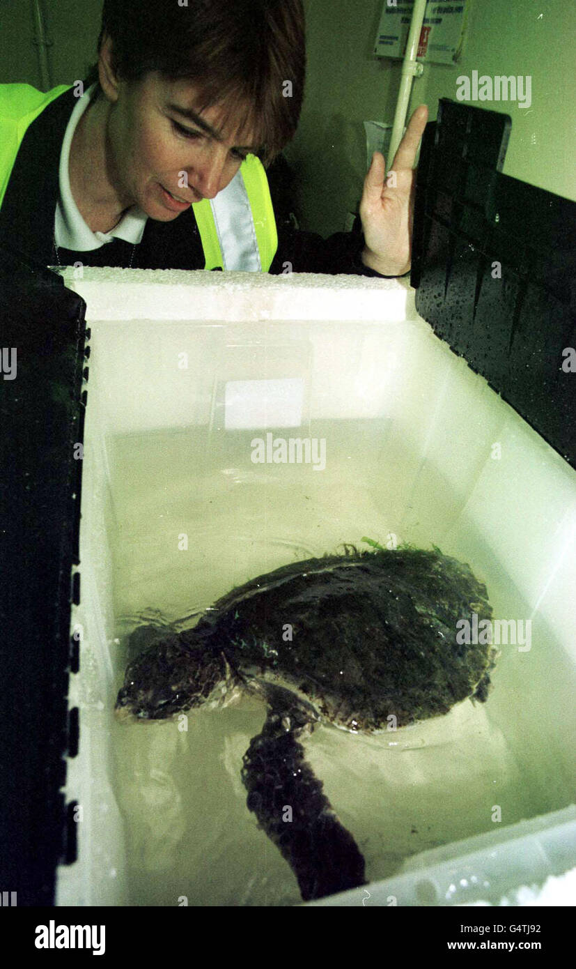 Turtle studies hi-res stock photography and images - Alamy