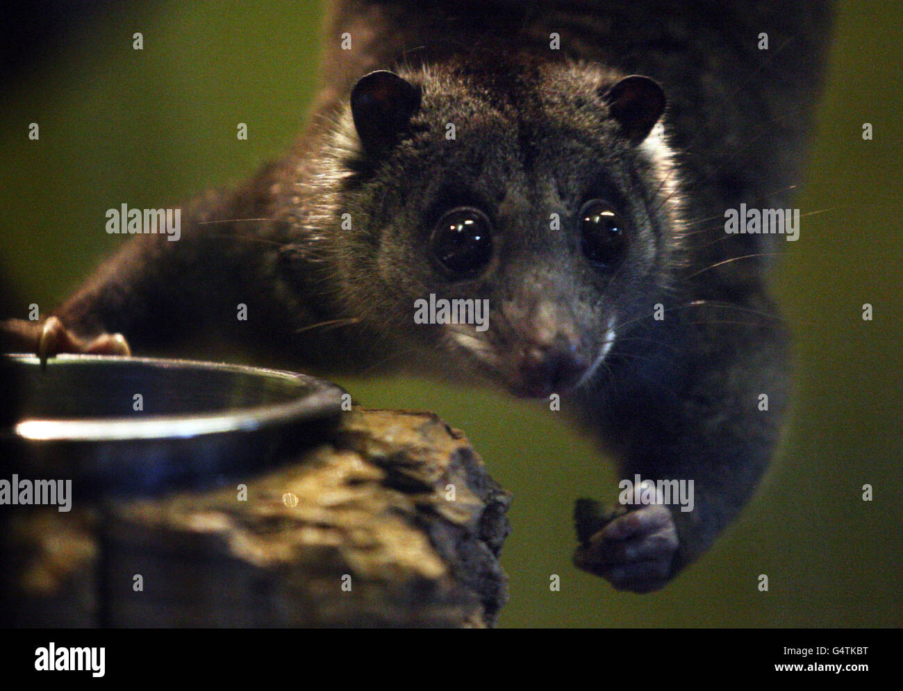 One of a new pair of Ground Cuscus which have gone on public display at ...