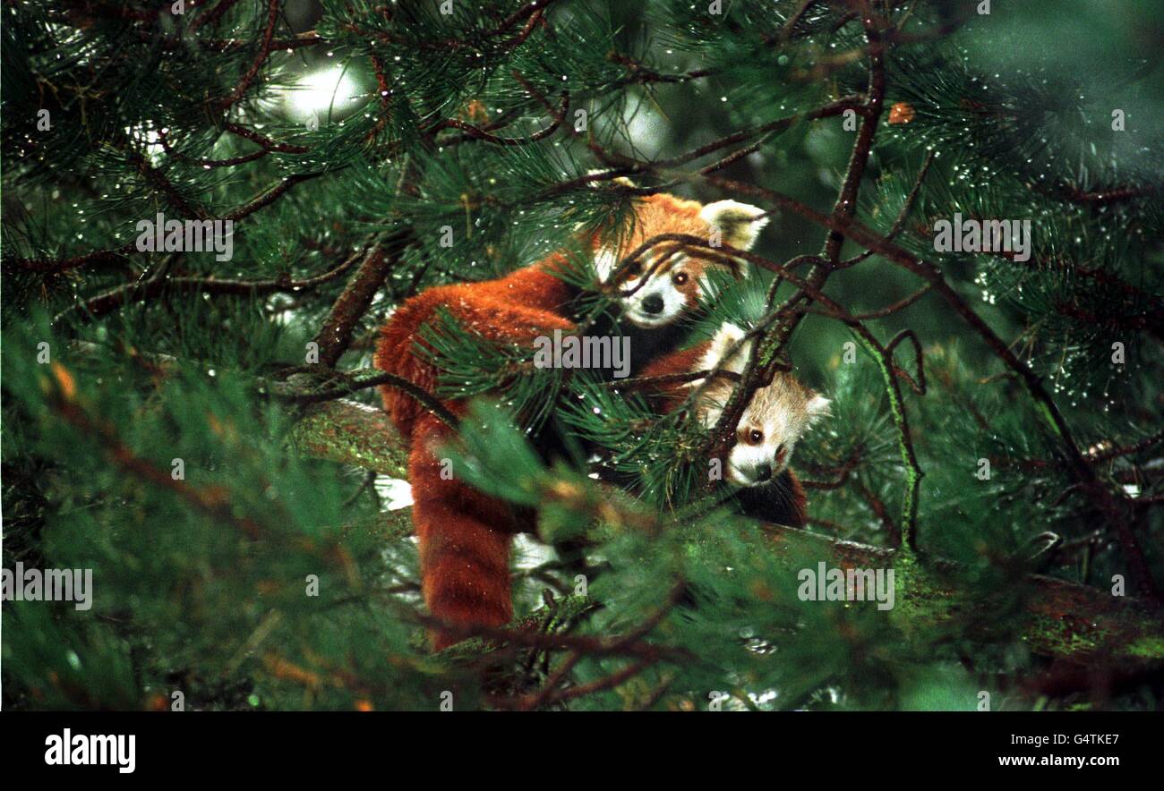 Rusty the red panda hi-res stock photography and images - Alamy